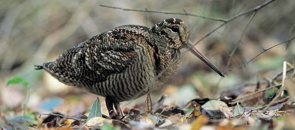 Beccacce, un patrimonio da conservare: sabato e domenica a Hit Show 2018